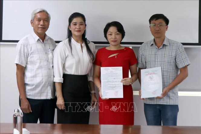 Kon Tum grants first Ngoc Linh ginseng geographical indication certs ...