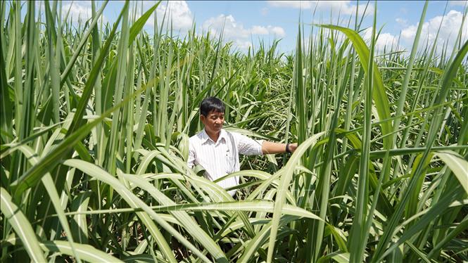 Diện tích trồng mía tại Tây Ninh tăng mạnh select - Ảnh thời sự trong ...