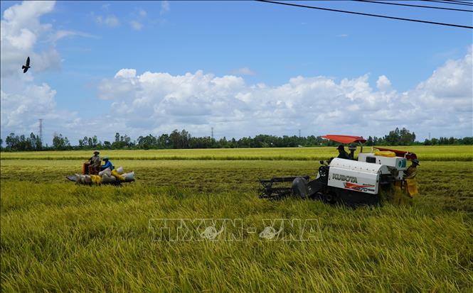 Lúa Hè Thu ở Kiên Giang được mùa, được giá - Ảnh thời sự trong nước ...