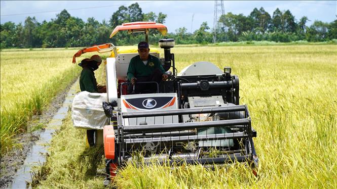 Lúa Hè Thu ở Kiên Giang được mùa, được giá - Ảnh thời sự trong nước ...