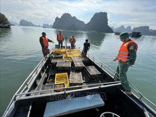 Lượng lớn gà, vịt giống và trứng không rõ nguồn gốc bị Biên phòng Quảng ...