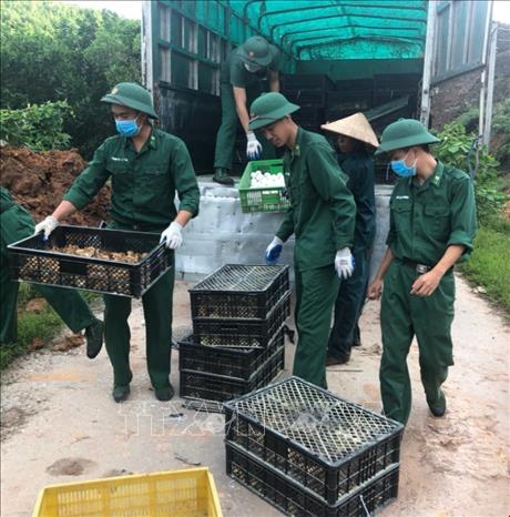 Lượng lớn gà, vịt giống và trứng không rõ nguồn gốc bị Biên phòng Quảng ...