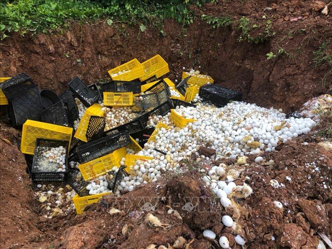 Lượng lớn gà, vịt giống và trứng không rõ nguồn gốc bị Biên phòng Quảng ...