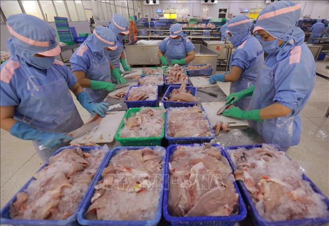 US assesses safety of Vietnam's tra fish exports - VNA Photos - Vietnam ...