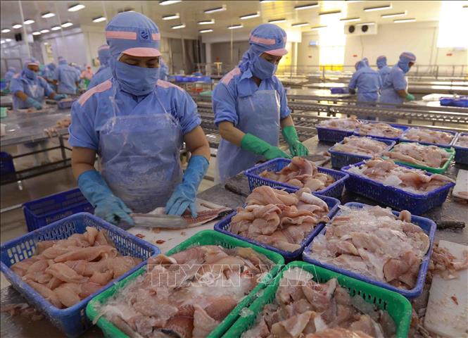 US assesses safety of Vietnam's tra fish exports - VNA Photos - Vietnam ...