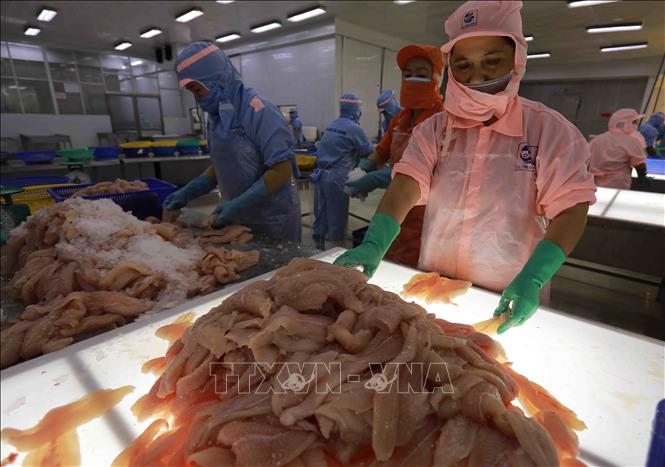 US assesses safety of Vietnam's tra fish exports - VNA Photos - Vietnam ...