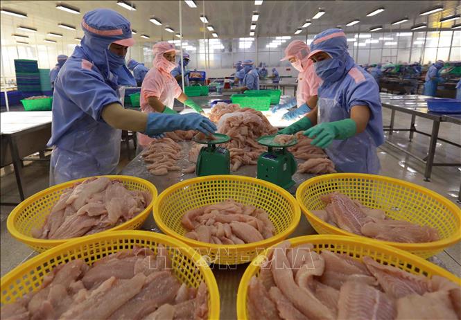 US assesses safety of Vietnam's tra fish exports - VNA Photos - Vietnam ...