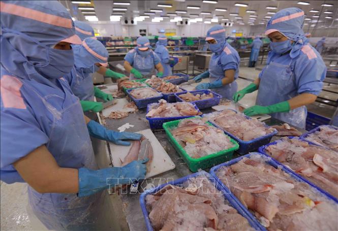 US assesses safety of Vietnam's tra fish exports - VNA Photos - Vietnam ...