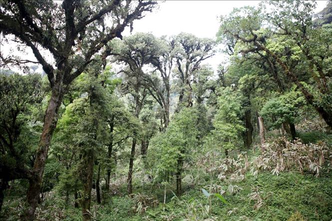 Conservation of ancient Shan Tuyet tea trees in Lai Chau province - VNA ...