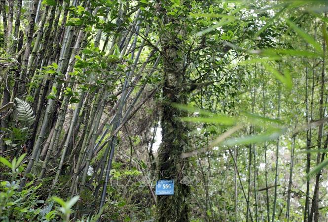 Conservation of ancient Shan Tuyet tea trees in Lai Chau province - VNA ...