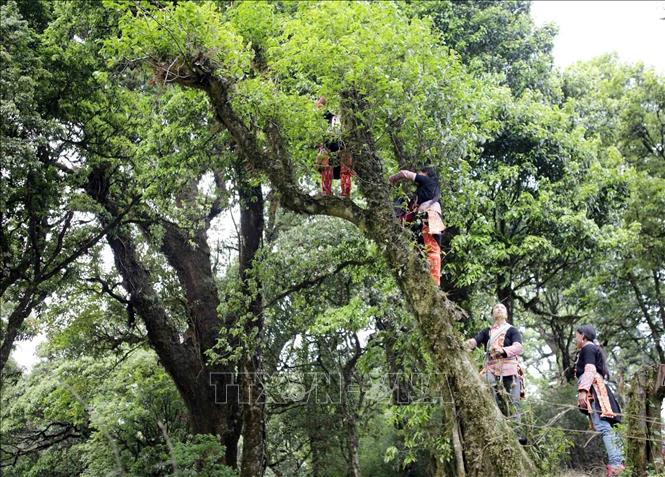 Conservation of ancient Shan Tuyet tea trees in Lai Chau province - VNA ...