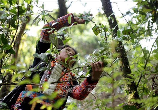 Conservation of ancient Shan Tuyet tea trees in Lai Chau province - VNA ...