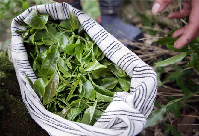 Conservation of ancient Shan Tuyet tea trees in Lai Chau province - VNA ...