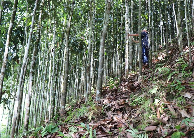 Quế Trà Bồng - một trong "Tứ đại danh dược" của Đông y - Ảnh thời sự ...