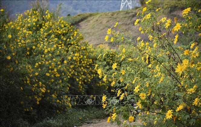 Wild sunflowers - unique Northeastern autumn landscape - VNA Photos ...