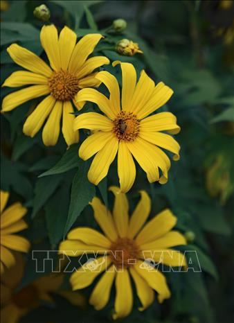 Wild sunflowers - unique Northeastern autumn landscape - VNA Photos ...