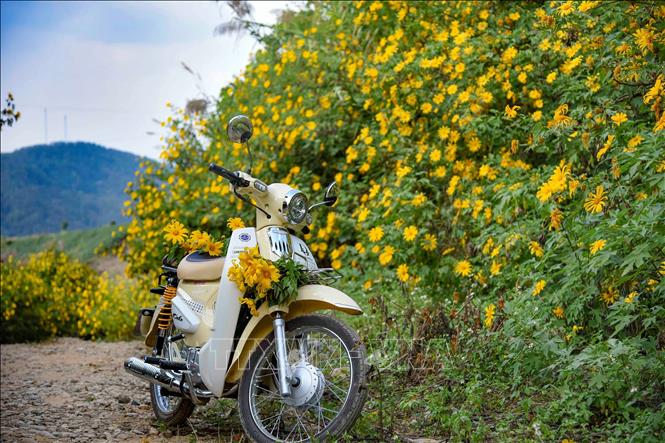 Wild sunflowers - unique Northeastern autumn landscape - VNA Photos ...