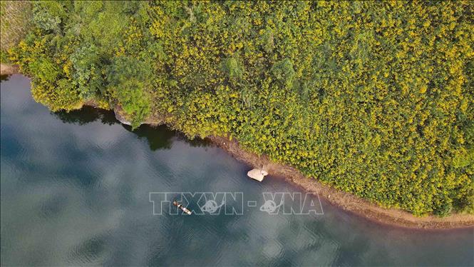 Wild sunflowers - unique Northeastern autumn landscape - VNA Photos ...
