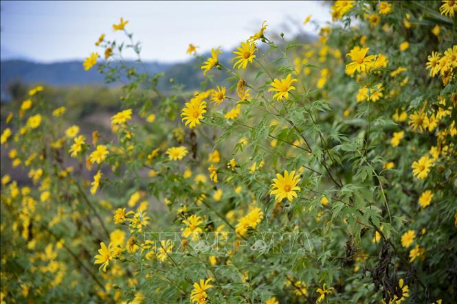 Wild sunflowers - unique Northeastern autumn landscape - VNA Photos ...