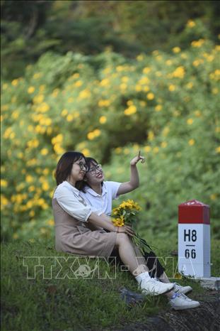 Wild sunflowers - unique Northeastern autumn landscape - VNA Photos ...