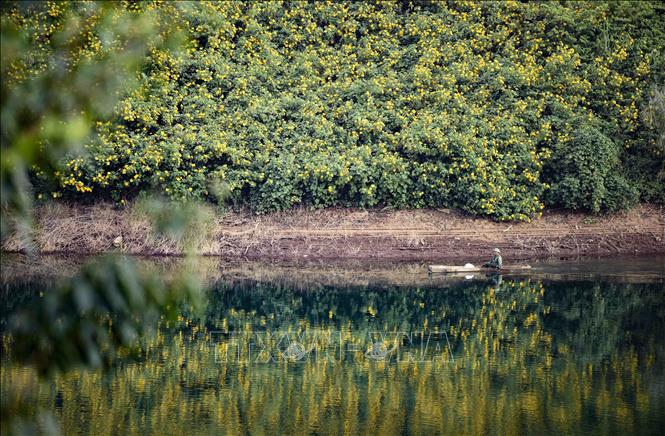 Wild sunflowers - unique Northeastern autumn landscape - VNA Photos ...