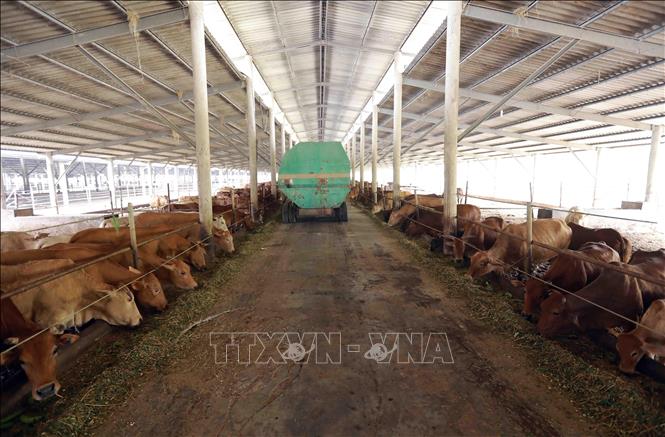 Long An hướng đến sản xuất nông nghiệp tuần hoàn - Ảnh thời sự trong nước - Kinh tế - Thông tấn ...