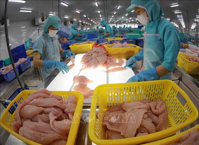 Tra fish export value estimated at 1.8 billion USD in 2023 - VNA Photos ...