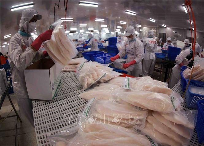 Tra fish export value estimated at 1.8 billion USD in 2023 - VNA Photos ...