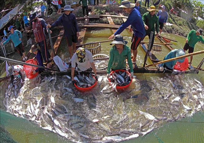 Mekong Delta province targets 980 million USD from tra fish exports ...