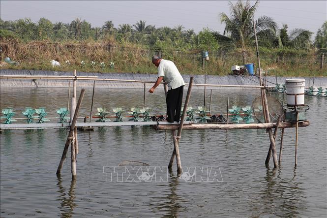 Tiền Giang nuôi tôm ứng phó biến đổi khí hậu những địa bàn khó khăn ...