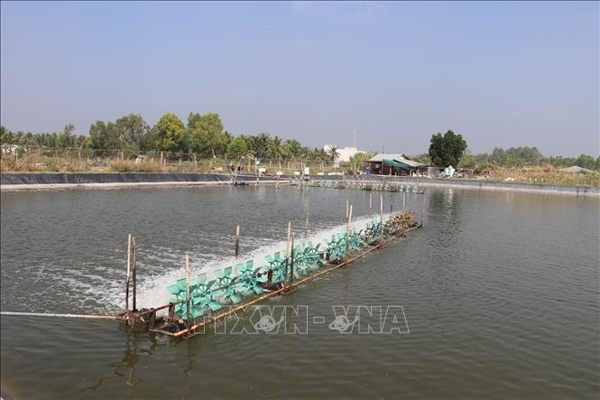 Tiền Giang nuôi tôm ứng phó biến đổi khí hậu những địa bàn khó khăn ...