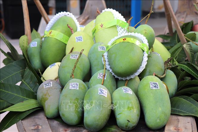 An Giang exports first green-peel elephant mangoes to Australia, US ...