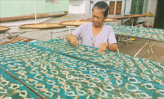 Làng khô xứ biển Trần Đề chuẩn bị nguồn hàng phục vụ Tết - Ảnh thời sự trong nước - Kinh tế ...