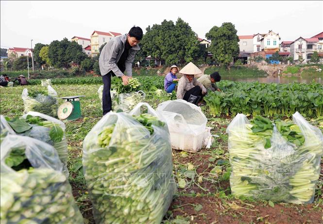Vùng rau Tiền Yên cung cấp 40 tấn rau mỗi ngày cho thị trường Thủ đô ...