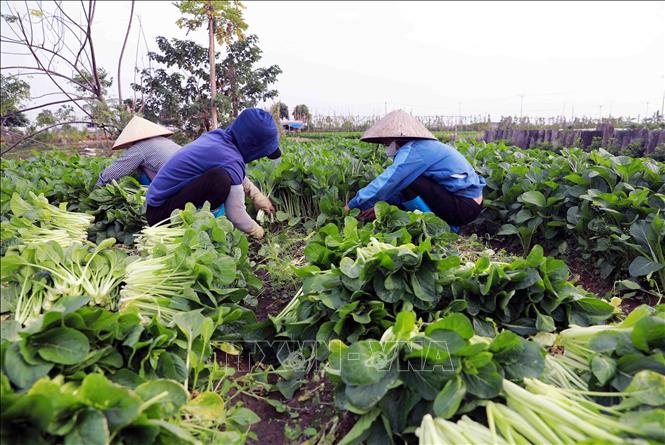 Vùng rau Tiền Yên cung cấp 40 tấn rau mỗi ngày cho thị trường Thủ đô ...