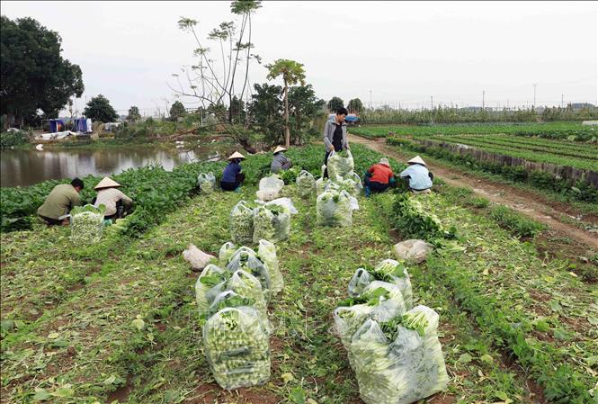 Vùng rau Tiền Yên cung cấp 40 tấn rau mỗi ngày cho thị trường Thủ đô ...