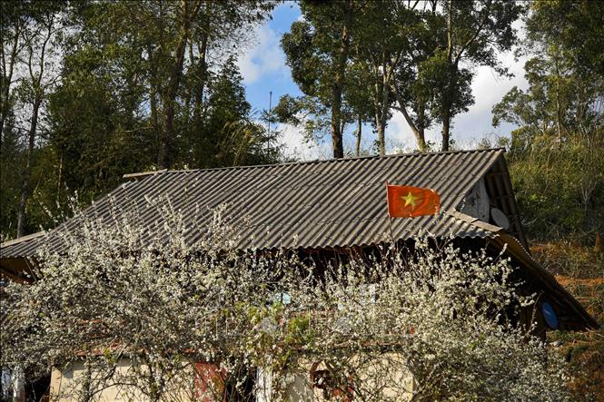 Phieng Ban valley blanketed with white plum blossoms - VNA Photos ...