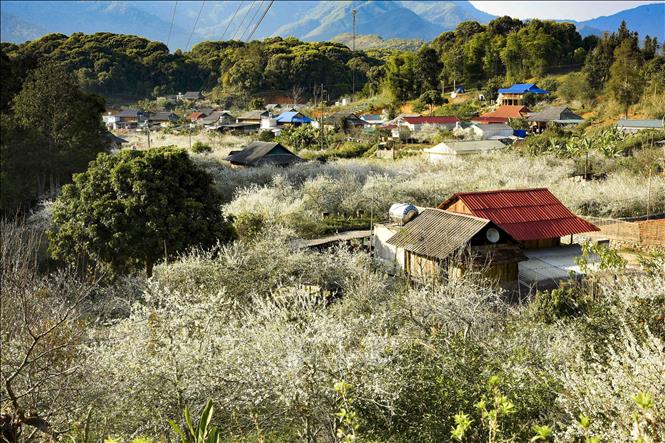 Phieng Ban valley blanketed with white plum blossoms - VNA Photos ...