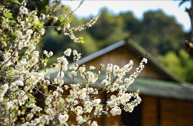 Phieng Ban valley blanketed with white plum blossoms - VNA Photos ...