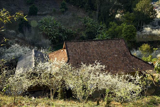 Phieng Ban valley blanketed with white plum blossoms - VNA Photos ...