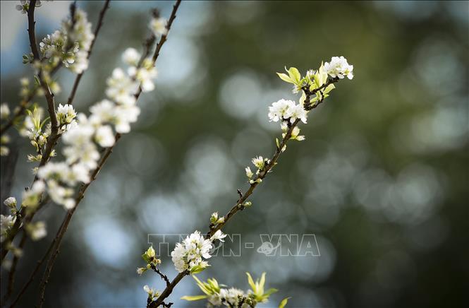 Phieng Ban valley blanketed with white plum blossoms - VNA Photos ...