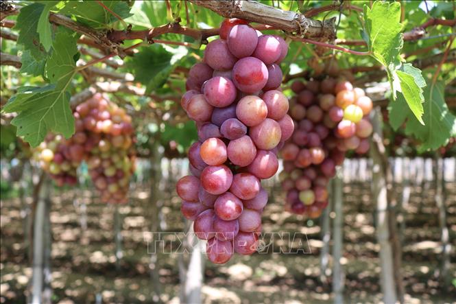 Ninh Thuan takes grape production to next level - VNA Photos - Vietnam ...