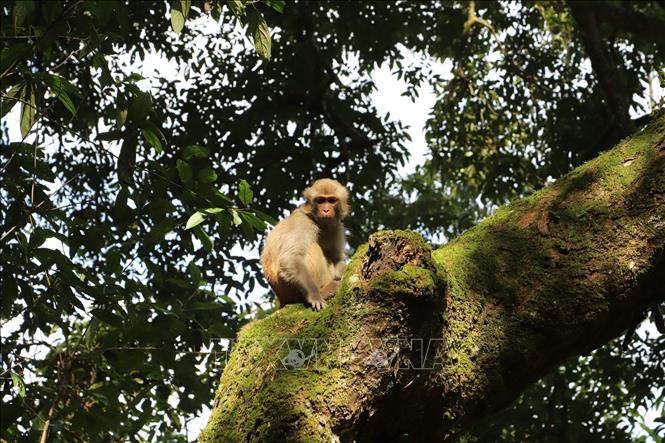 Rare golden monkey released into forest in Ha Giang - VNA Photos ...