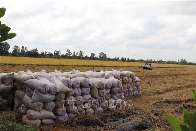 Mekong Delta provinces begin 2023-24 winter-spring rice harvest - VNA ...