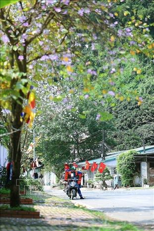 Hoa Binh turns romantic during ban flowers season - VNA Photos ...