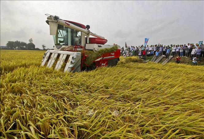Smart rice farming model doubles profit for Mekong Delta farmers - VNA ...