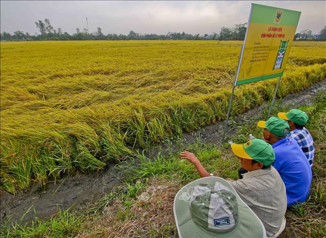 Smart rice farming model doubles profit for Mekong Delta farmers - VNA ...