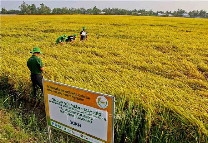 Smart rice farming model doubles profit for Mekong Delta farmers - VNA ...
