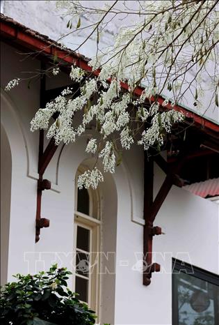 Sua flowers in full bloom on the streets of Hanoi - VNA Photos ...