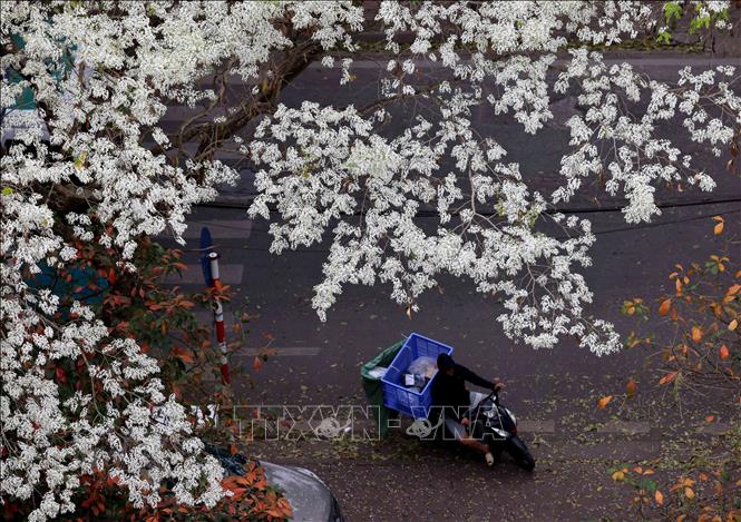 Sua flowers in full bloom on the streets of Hanoi - VNA Photos ...